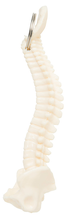 Promotional Spine and Pelvis Keychain